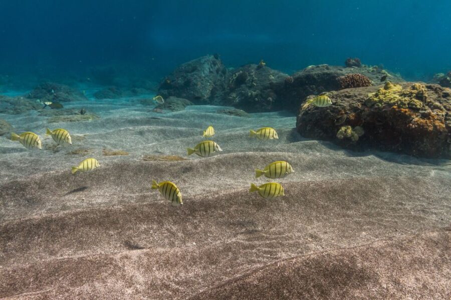 South Maui: Lanai Snorkel & Dolphin Watch from Maalaea - Analyzing the Value