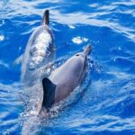 South Maui: Molokini Wild Eco Adventure from Maalaea Harbor - A Delicious Start: Breakfast on Board