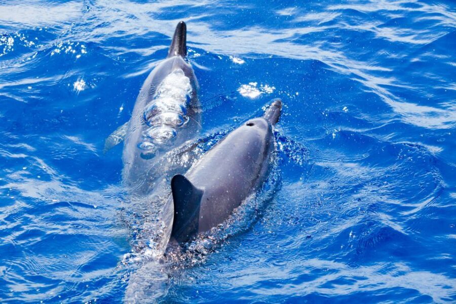 South Maui: Molokini Wild Eco Adventure from Maalaea Harbor - A Delicious Start: Breakfast on Board