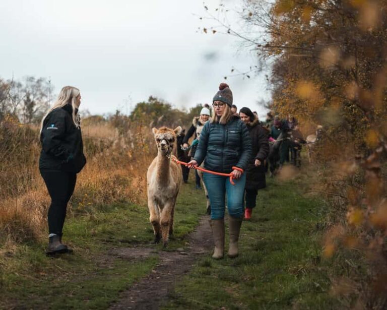 Staffordshire: Wetley Moor Alpaca Trekking Experience - Why This Experience Matters