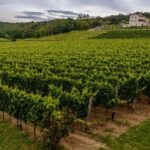 Stancija Collis: A Private Winery adventure in Rovinj - In Summation