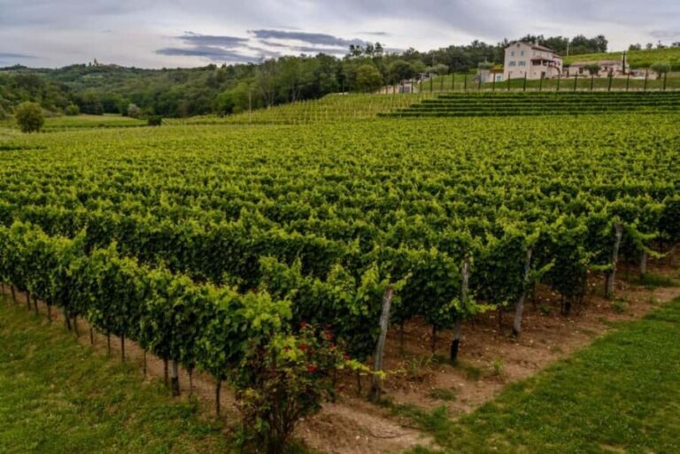 Stancija Collis: A Private Winery adventure in Rovinj - In Summation
