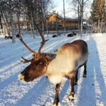 Stockholm: Christmas Traditions & Treats Small Group Tour - Practical Considerations and Tips