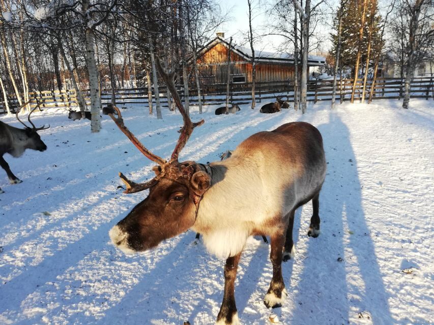 Stockholm: Christmas Traditions & Treats Small Group Tour - Practical Considerations and Tips