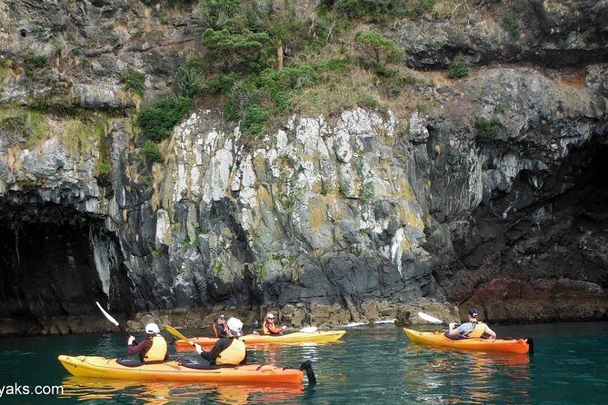 Sunrise wildlife sea kayaking in Akaroa marine reserve - What You’ll See and Experience