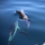 Sunset Tour and Searching Dolphins - Authenticity, Reviews, and Tips
