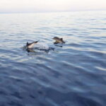 Sunset tour in search of dolphins with aperitif - The Refreshing Stop: Snorkeling and Tasting