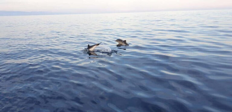 Sunset tour in search of dolphins with aperitif - The Refreshing Stop: Snorkeling and Tasting