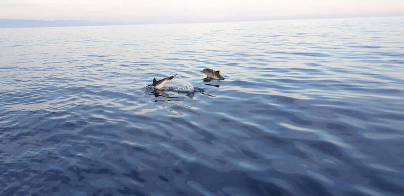 Sunset tour in search of dolphins with aperitif - The Refreshing Stop: Snorkeling and Tasting