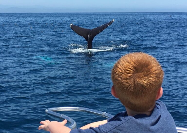 Superior 2hr Private Whale & Dolphin Watching Newport Beach - Who Will Love This Experience?