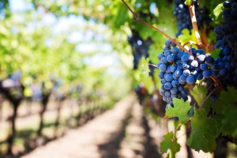 Sussex: Small-Group Wine Tours - Detailed Itinerary & What to Expect