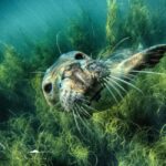 Swim and Snorkel with Seals. Boat Trip Penzance Cornwall - Who Will Enjoy This Tour?