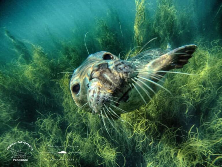 Swim and Snorkel with Seals. Boat Trip Penzance Cornwall - Who Will Enjoy This Tour?