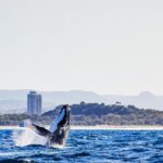 Swim with Whales Gold Coast - Pricing and Value