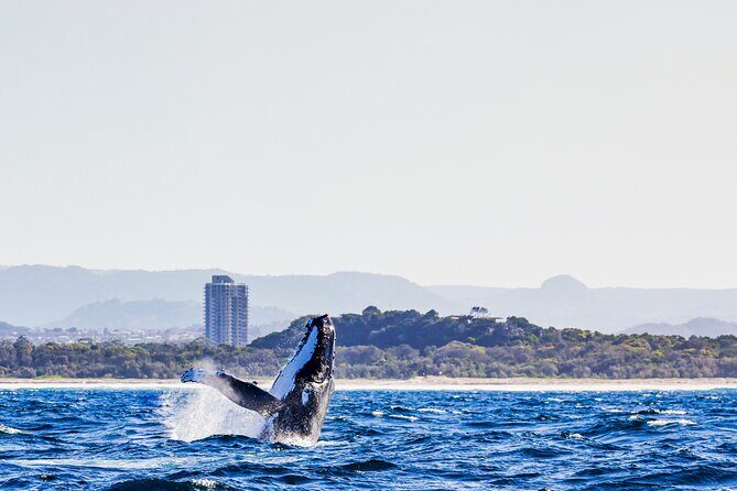 Swim with Whales Gold Coast - Pricing and Value