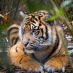 Taronga Zoo entry & Sydney Harbour 2-Day Hop On Hop Off Cruise - FAQs