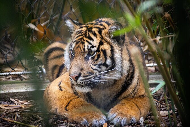 Taronga Zoo entry & Sydney Harbour 2-Day Hop On Hop Off Cruise - FAQs