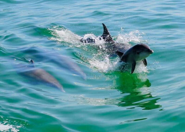Tarpon Springs: Evening Dolphin Cruise - The Value for Travelers