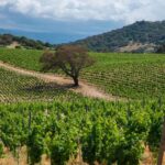 Taste Gallura: Try our products and discover our winery. - Authenticity and Real-World Feedback