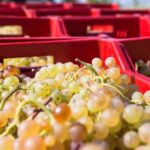 Tasting in the Colli di Luni - Who Should Consider This Tour?