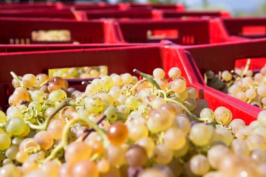 Tasting in the Colli di Luni - Who Should Consider This Tour?