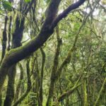 Tenerife Anaga Mountains: Circular hike in the laurel forest  small group max. 10 - What You Can Expect from Your Tenerife Lauri-Forest Hike