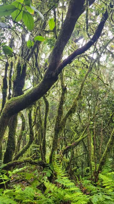 Tenerife Anaga Mountains: Circular hike in the laurel forest  small group max. 10 - What You Can Expect from Your Tenerife Lauri-Forest Hike
