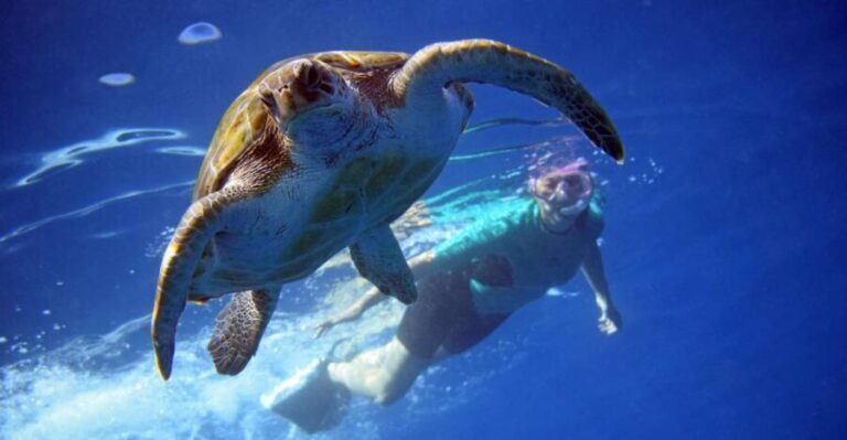 Tenerife: Kayak and Snorkel with Turtles with Free Videos - The Practical Side: Pricing, Duration, and Logistics