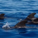 Tenerife: Ocean Pack Jet Ski and Yacht Whale Watching - The Sum Up