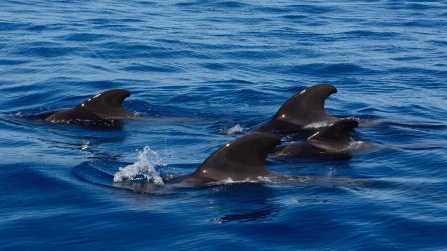 Tenerife: Ocean Pack Jet Ski and Yacht Whale Watching - The Sum Up