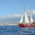 Tenerife: Respectful Whale Watching Pirate Cruise + Swim - Authentic Experiences and Real Reviews