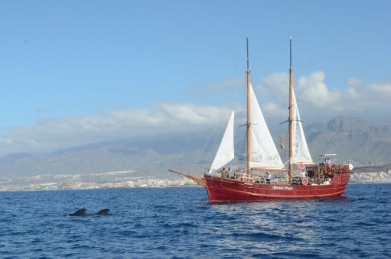Tenerife: Respectful Whale Watching Pirate Cruise + Swim - Authentic Experiences and Real Reviews