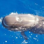Tenerife: Sailboat Tour Whale Watching Food and Snorkeling - The Itinerary: A Day in the Life of a Marine Explorer