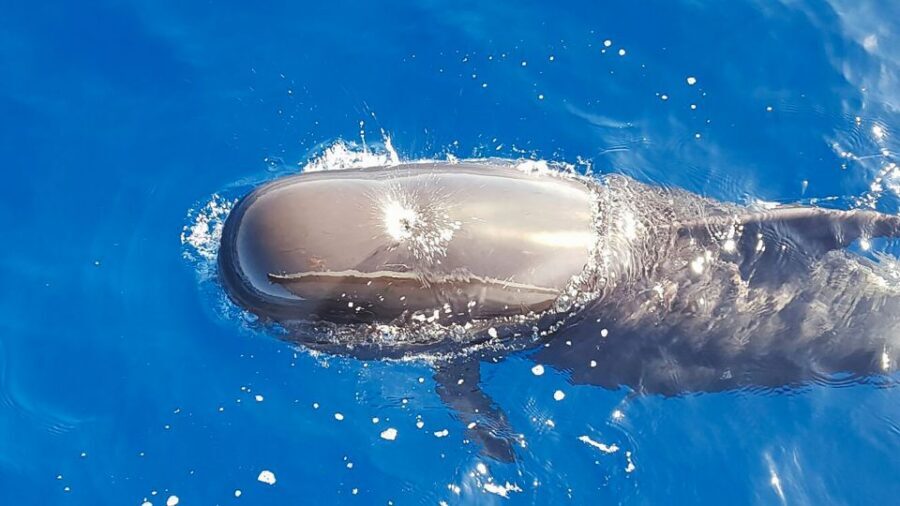 Tenerife: Sailboat Tour Whale Watching Food and Snorkeling - The Itinerary: A Day in the Life of a Marine Explorer