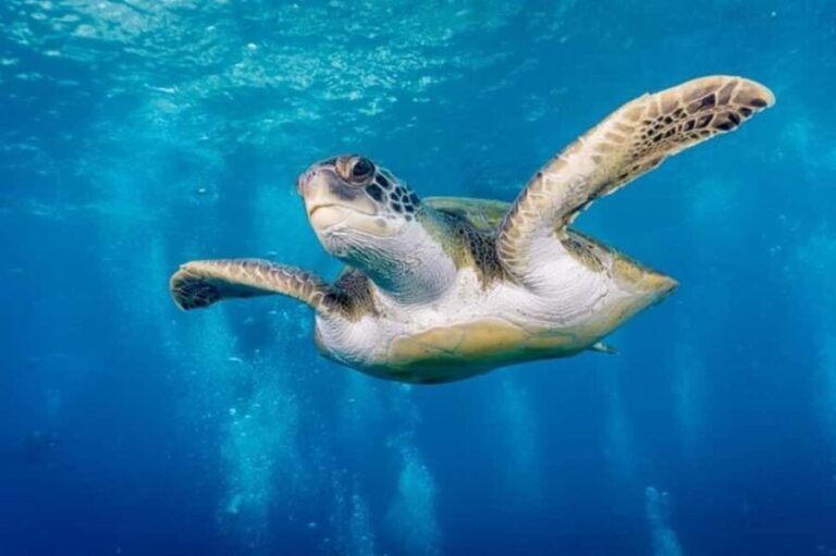 Tenerife: Snorkeling to look for Turtles and Rays - The Marine Life: What You Might See