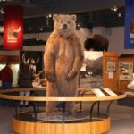 The Best of Fairbanks: Half-Day City Highlights Tour - The Value in This Tour