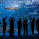 The Florida Aquarium Ticket - The Itinerary and Key Attractions