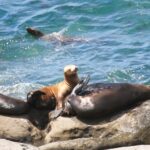 The San Diego Highlights Tour - Is the Price Worth It?