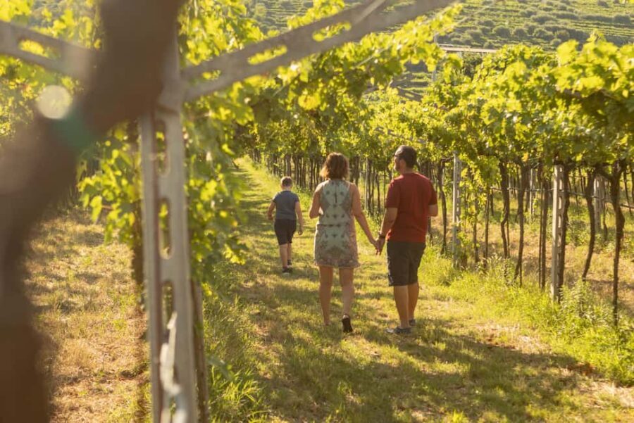 THE TRADITIONS OF VALPOLICELLA: WINE, EVO OIL, AND HONEY TASTING - Who Will Love This Experience?
