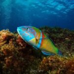 Tias: Guided Snorkeling Tour in Playa Chica - An In-Depth Look at the Snorkeling Tour