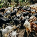 Tirana/Durrës/Golem: Farm Tour with Cheese & Raki Tasting - Practical Details & What to Expect