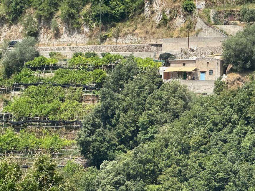 Tramonti: Lemon Tour at "Formichelle" Farm on Amalfi Coast - Step-By-Step: What to Expect During the Tour