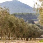 Treurer: Mediterranean barbecue Night - Is this Tour Worth It?