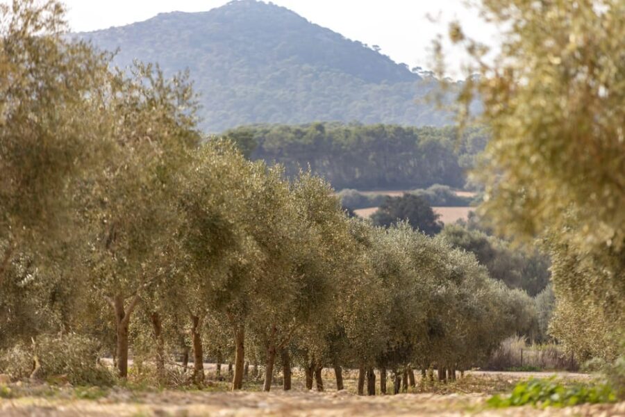 Treurer: Mediterranean barbecue Night - Is this Tour Worth It?