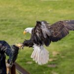 Tripsdrill Wildlife Park: Admission Ticket - Authentic Visitor Experiences and Practical Insights