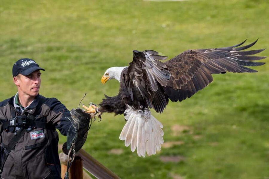 Tripsdrill Wildlife Park: Admission Ticket - Authentic Visitor Experiences and Practical Insights