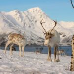 Tromsø: Arctic Fjords Tour. Sommerøya and Kvaløya with Lunch - What Makes This Tour Stand Out?