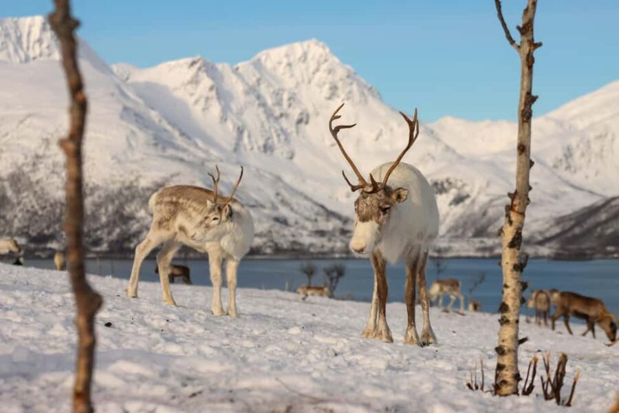 Tromsø: Arctic Fjords Tour. Sommerøya and Kvaløya with Lunch - What Makes This Tour Stand Out?