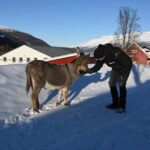 Tromsø: Cosy Farm Visit with a Chance of Northen Lights - Who is this tour best for?