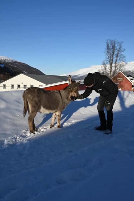 Tromsø: Cosy Farm Visit with a Chance of Northen Lights - Who is this tour best for?